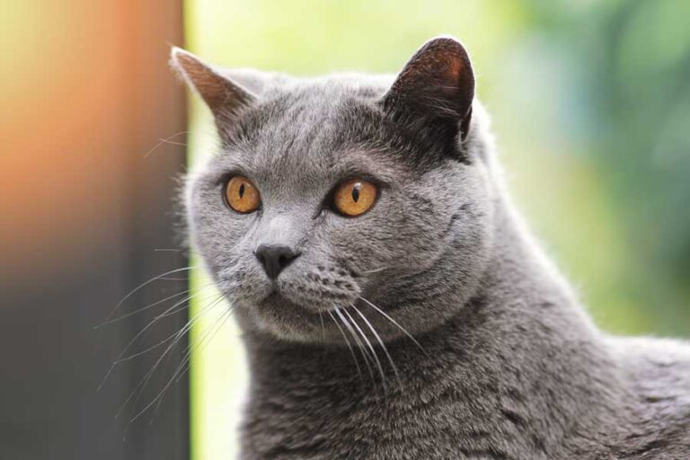 Wie viel kostet rund eine Kartäuser Katze? | Katzenmanie.de