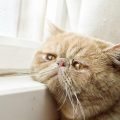 Wie ist das Gebiss einer Katze? | Katzenmanie.de