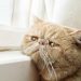 Was ist die Zahnformel der Katze? | Katzenmanie.de