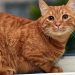 Alles über Baby Katzen: Pflege, Ernährung & Tipps