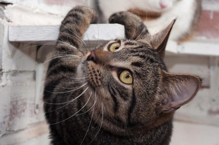 Wie verbinde ich einer Katze die Pfote? | Katzenmanie.de