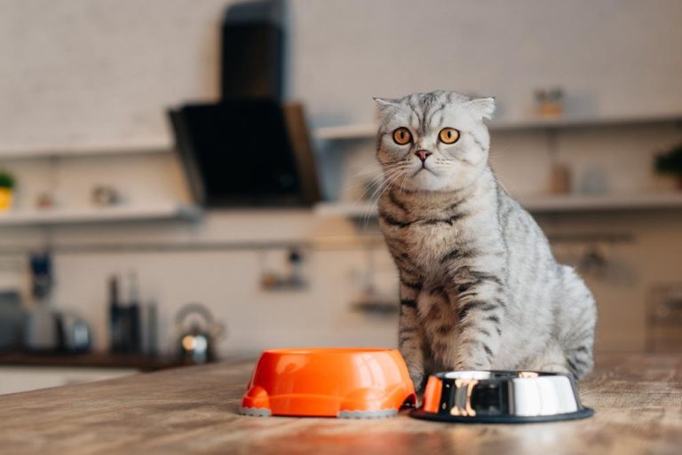 Wie hoch springt eine Katze aus dem Stand? | Katzenmanie.de