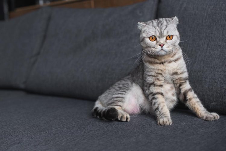 Welche Rasse ist eine getigerte Katze? | Katzenmanie.de