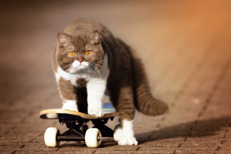 Was macht meine Katze so besonders? | Katzenmanie.de