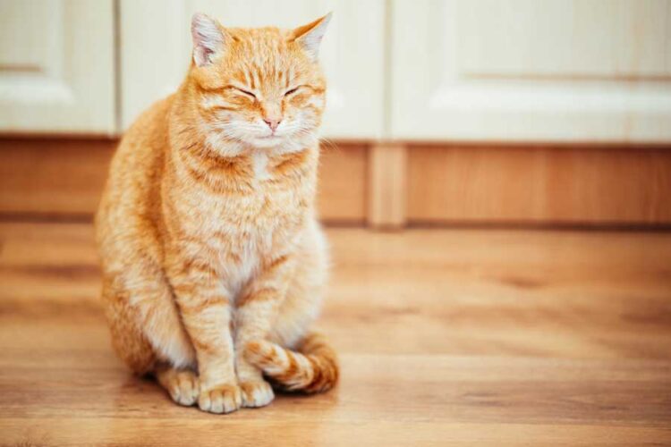 Warum schläft meine Katze im Sitzen? | Katzenmanie.de