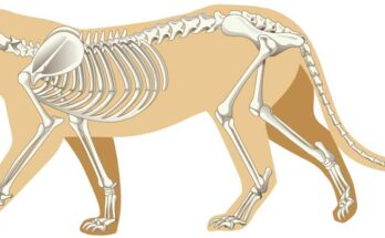 Eine Katze ist... | Katzenmanie.de