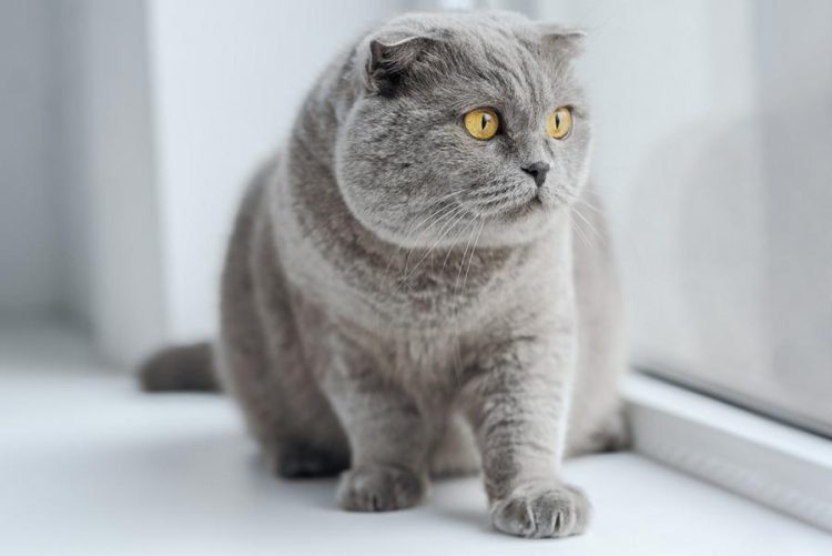 Was ist die süßeste Katze der Welt? | Katzenmanie.de