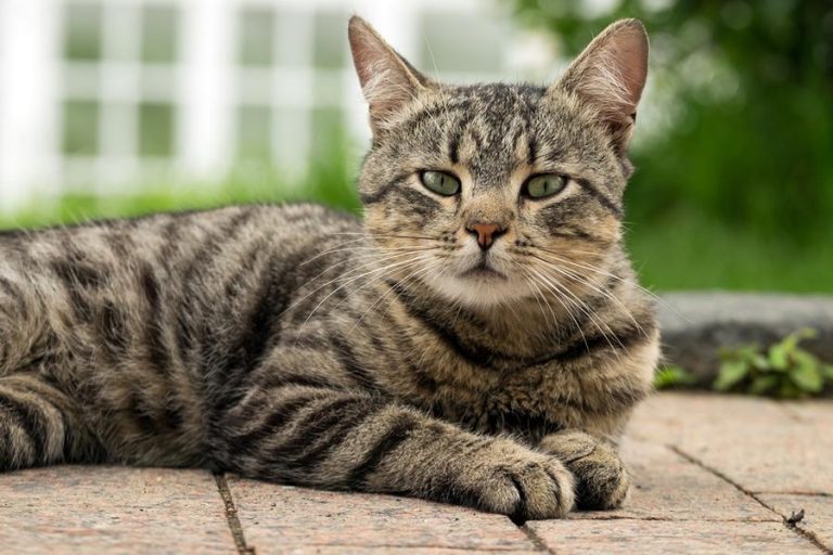 Wie hoch darf der Blutdruck bei einer Katze sein? | Katzenmanie.de