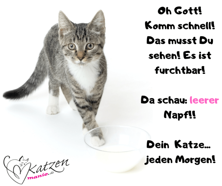 Oh Gott... komm schnell | Katzenmanie.de