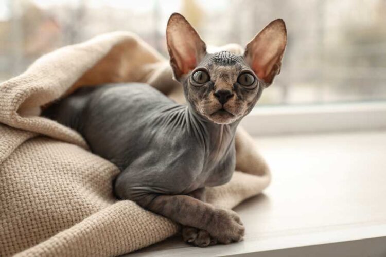 Sphynx-Katze | Katzenmanie.de