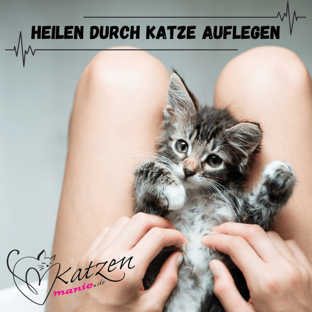 Heilen durch Katze | Katzenmanie.de