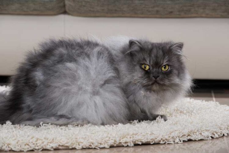 Perserkatze | Katzenmanie.de