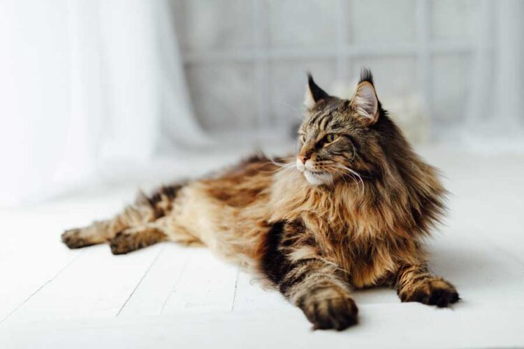 Wunderbar Main Coon Gewicht Bilder
