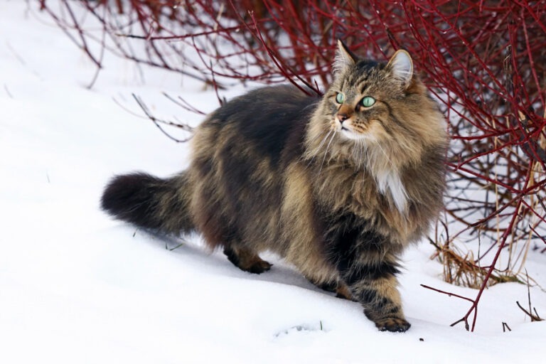Norwegische Waldkatze | Katzenmanie.de