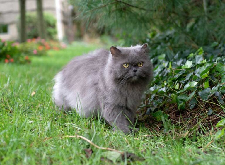 Wie Viele Junge Bekommt Eine Katze Katzenmaniede