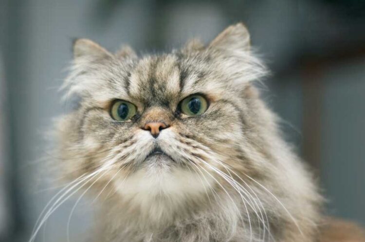 Perserkatze | Katzenmanie.de