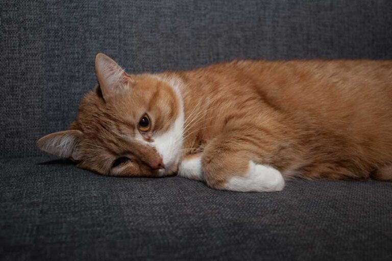 Was tun wenn die Katze nicht pinkeln kann? | Katzenmanie.de