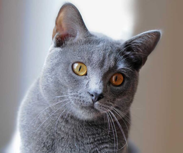 Kartäuser Katze | Katzenmanie.de