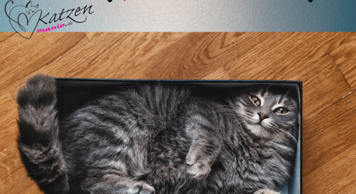 Die Katze und der Karton | Katzenmanie.de