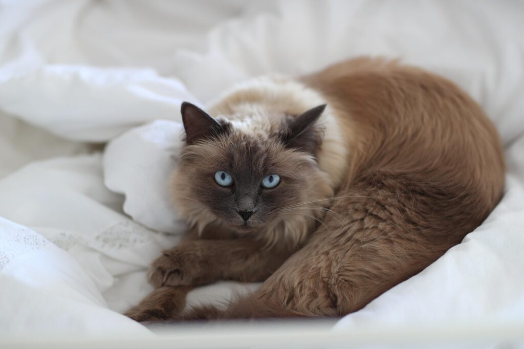 Was bedeutet die Katze aus dem Sack lassen? | Katzenmanie.de